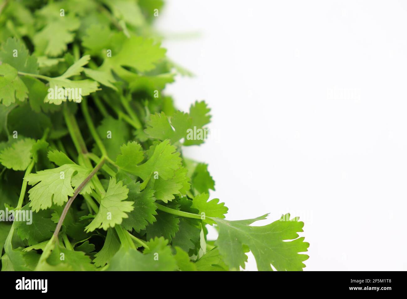 Bunch of fresh coriander leaves over white background Stock Photo - Alamy