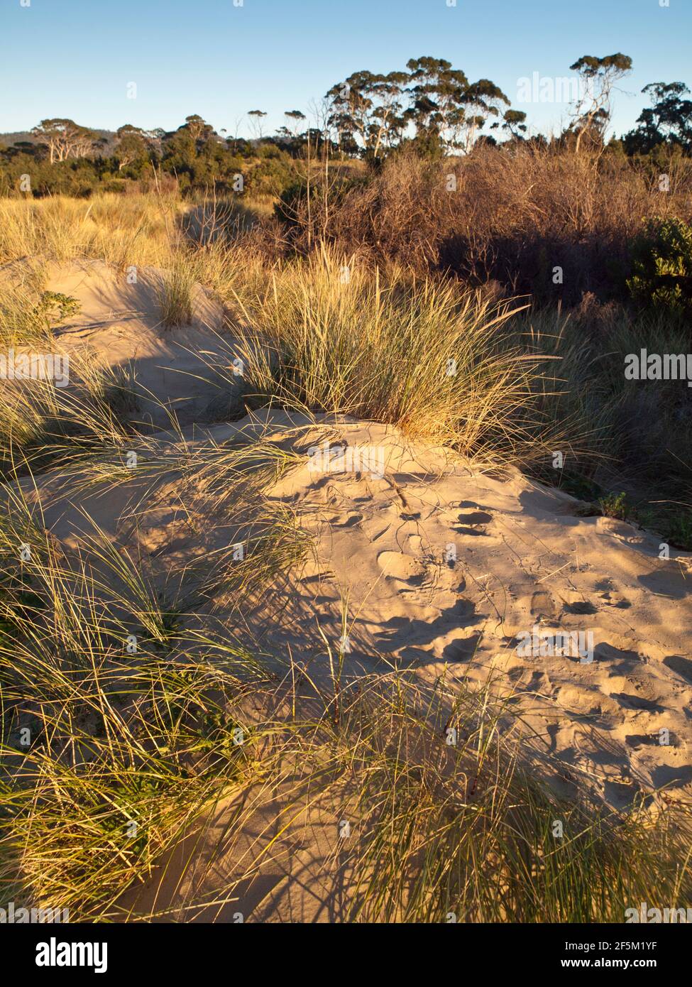 Sand dune revegetation hi-res stock photography and images - Alamy