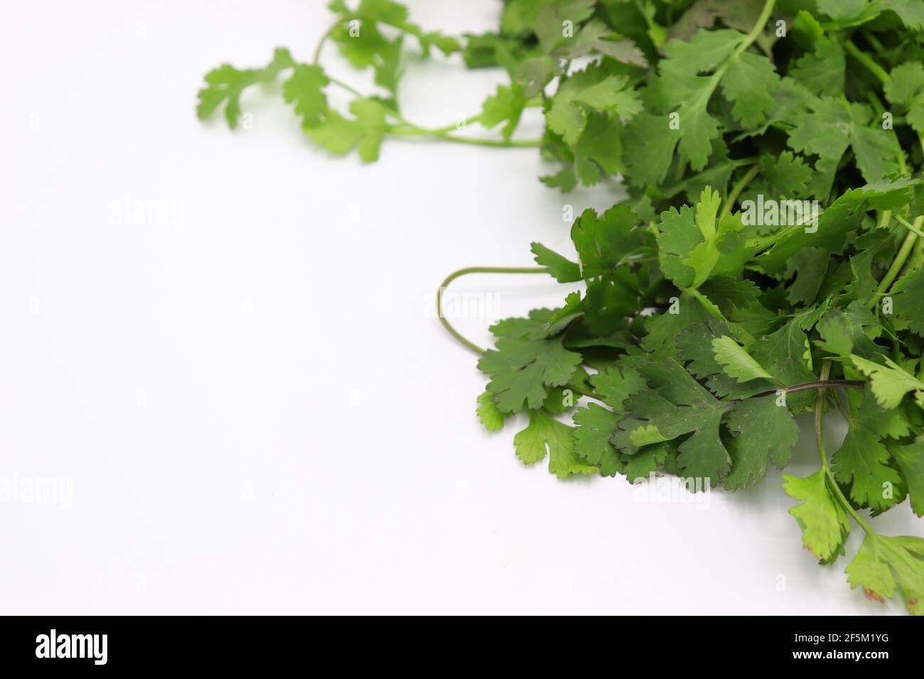 Bunch of fresh coriander leaves over white background Stock Photo - Alamy