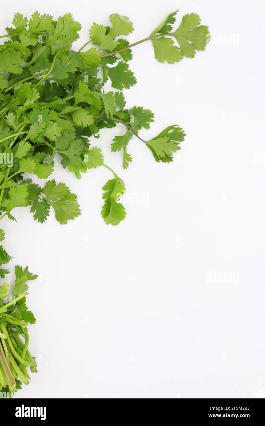 Bunch of fresh coriander leaves over white background Stock Photo - Alamy