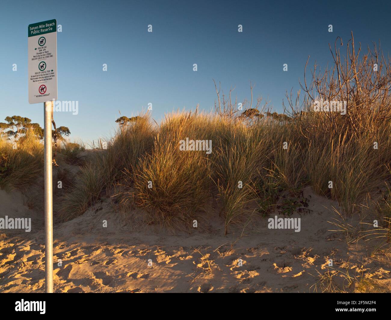 Dog area marker and Marram grass (Ammophila arenaria) on dunes under ...