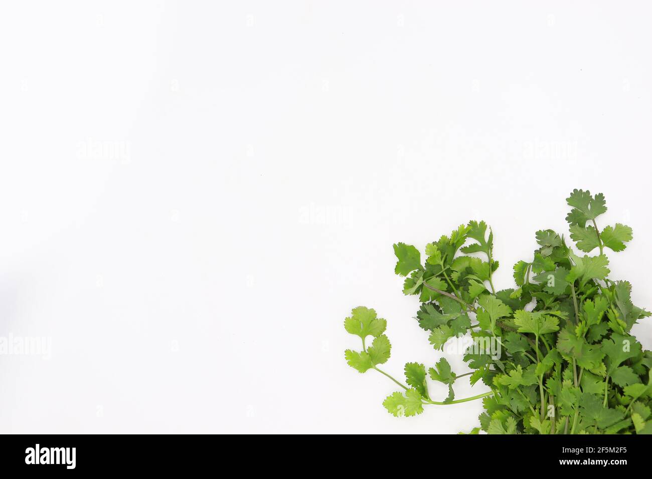 Bunch of fresh coriander leaves over white background Stock Photo - Alamy
