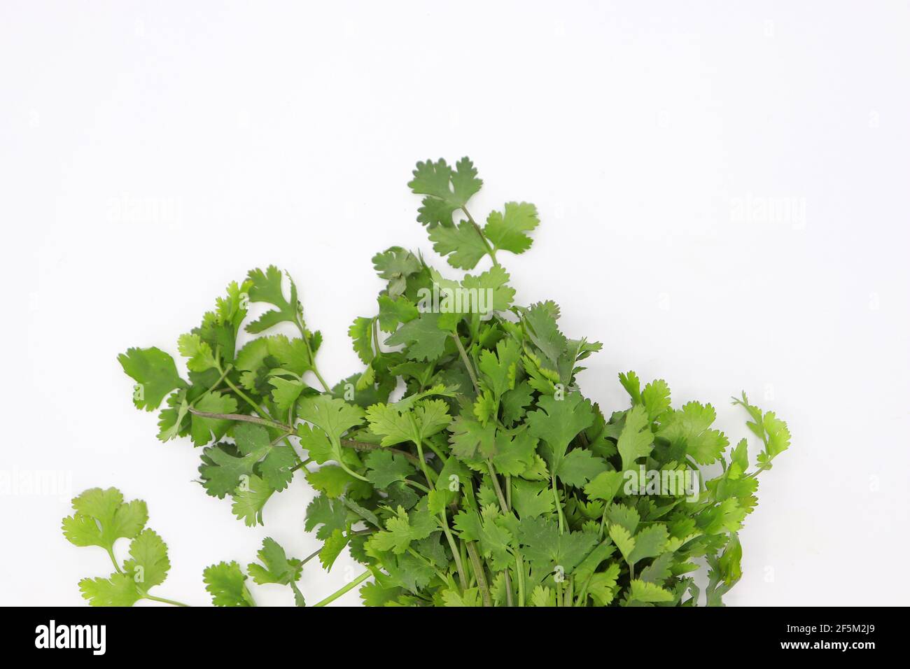 Bunch of fresh coriander leaves over white background Stock Photo - Alamy