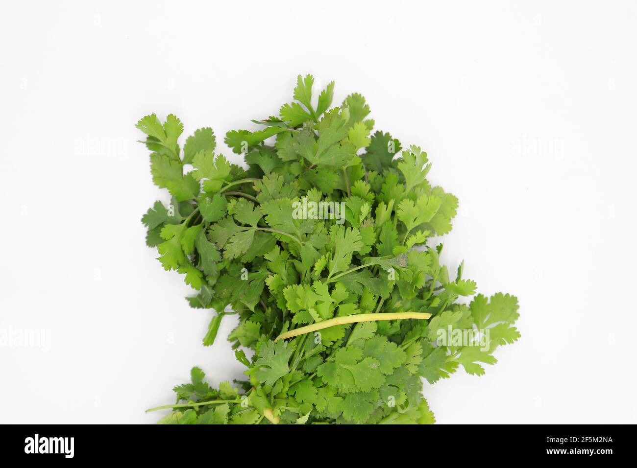 Tasty coriander leaves hi-res stock photography and images - Alamy