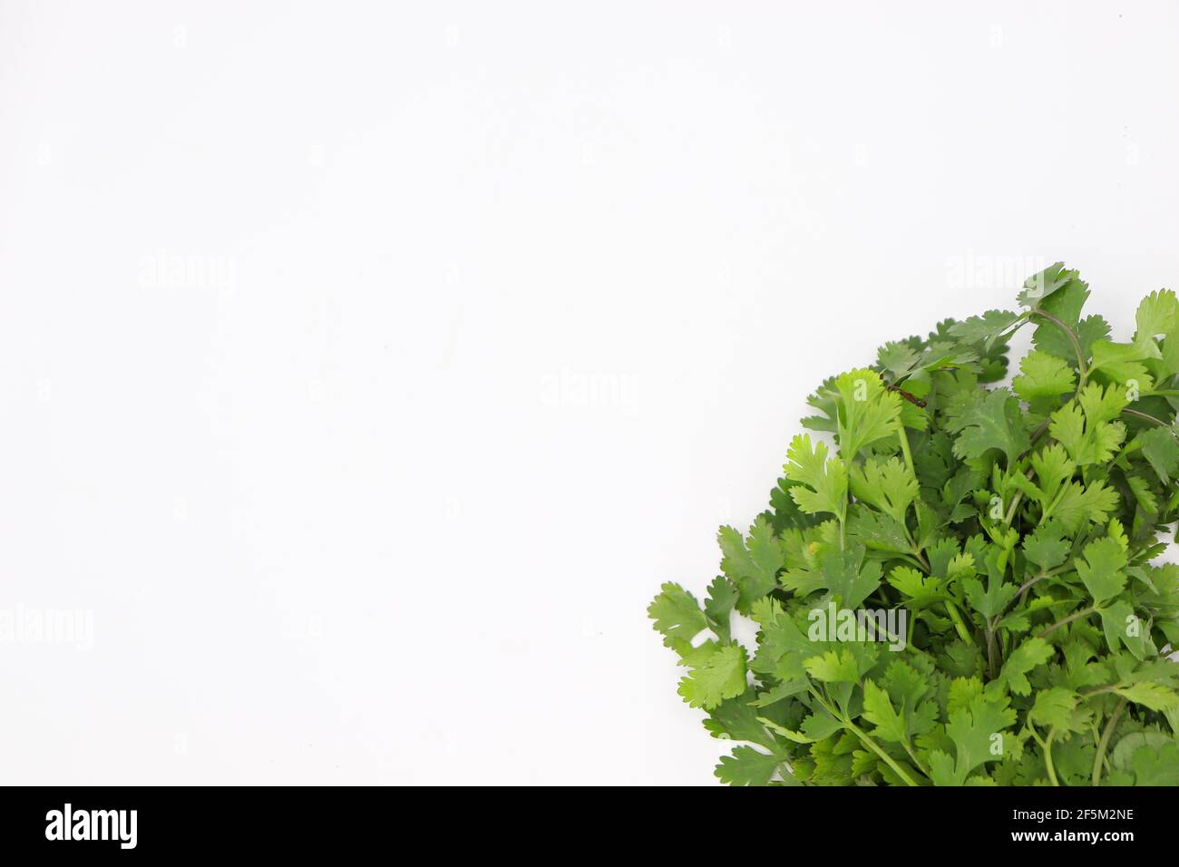 Bunch of fresh coriander leaves over white background Stock Photo - Alamy