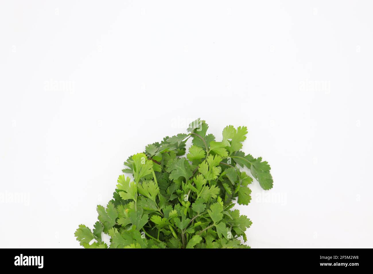 Bunch of fresh coriander leaves over white background Stock Photo - Alamy