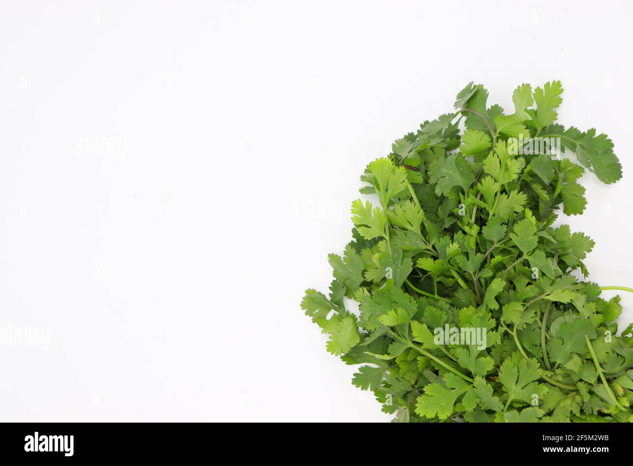 Bunch of fresh coriander leaves over white background Stock Photo - Alamy