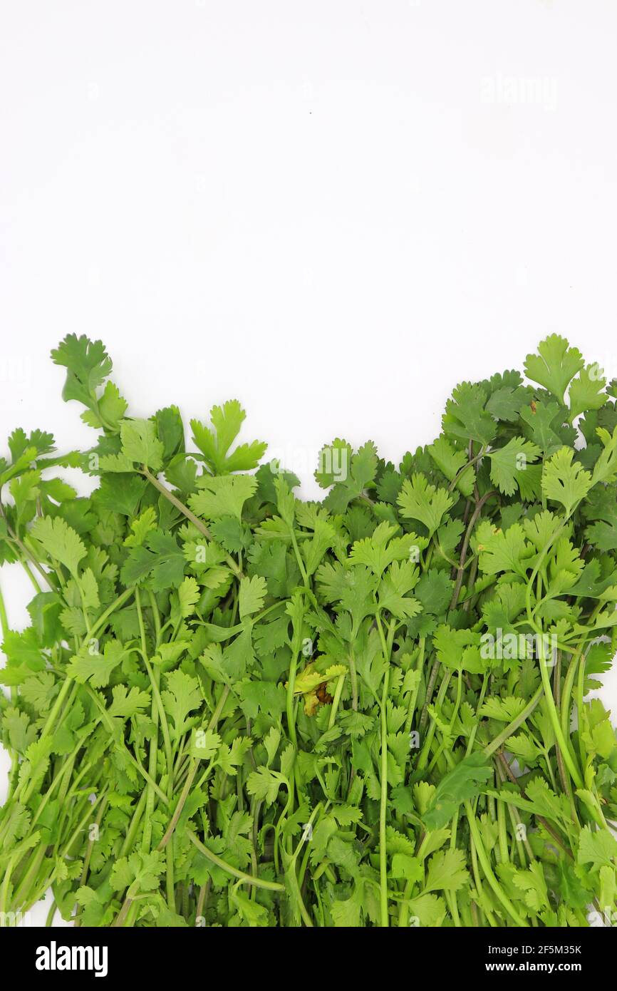Bunch of fresh coriander leaves over white background Stock Photo - Alamy