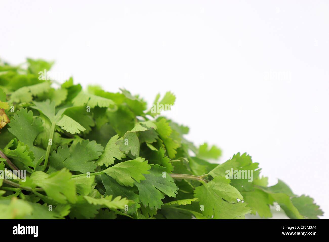 Bunch of fresh coriander leaves over white background Stock Photo - Alamy