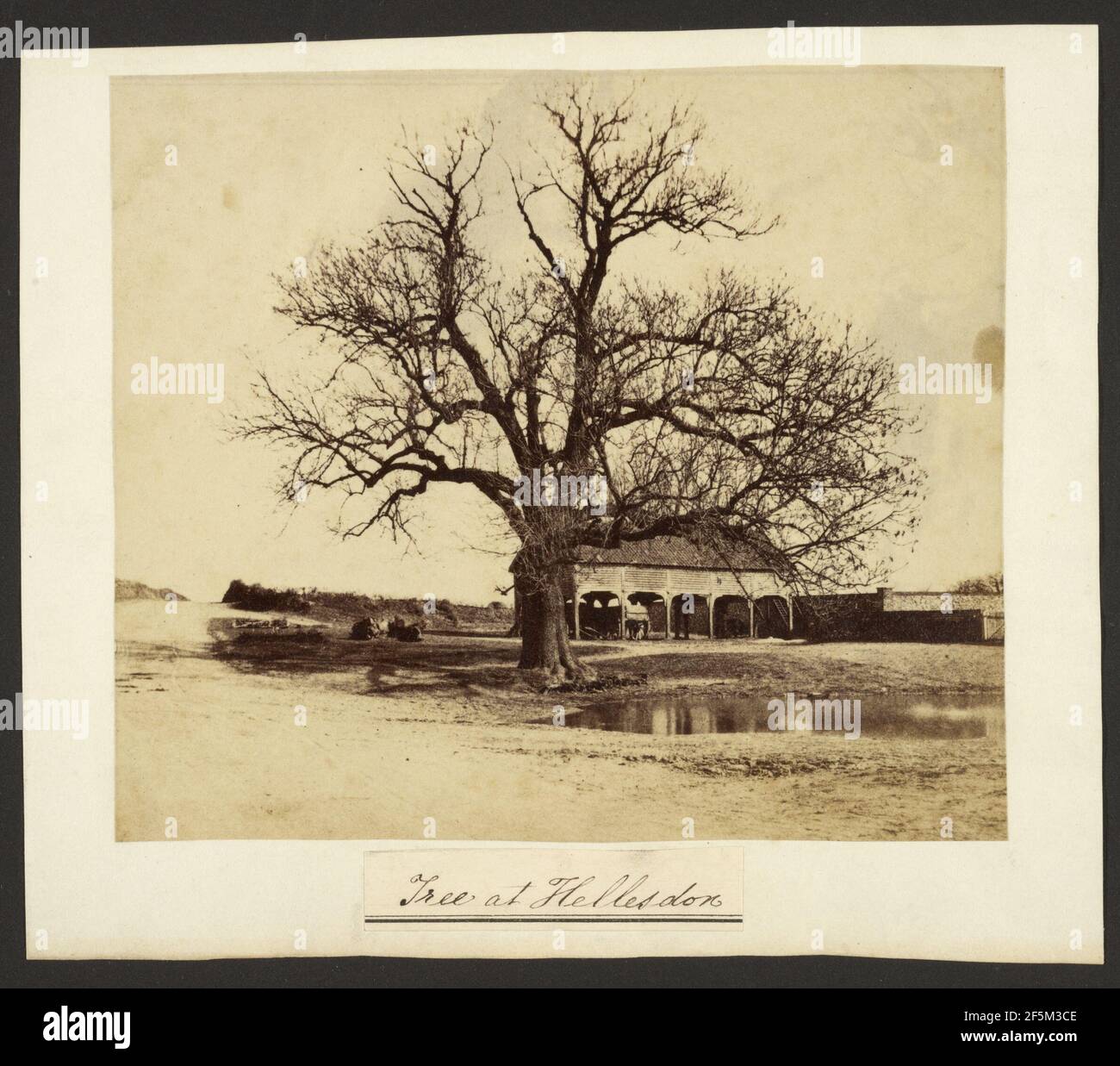 Tree at Hellesdon. John Blowers (British, active 1840s - 1850s Stock ...