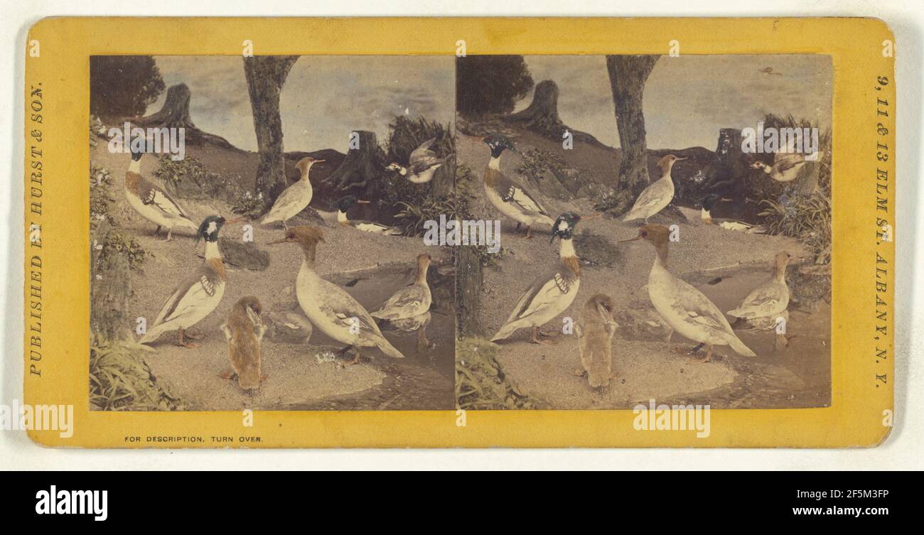 Class II, Order VI, Natatores. Family Anatidae. The Red Breasted ...