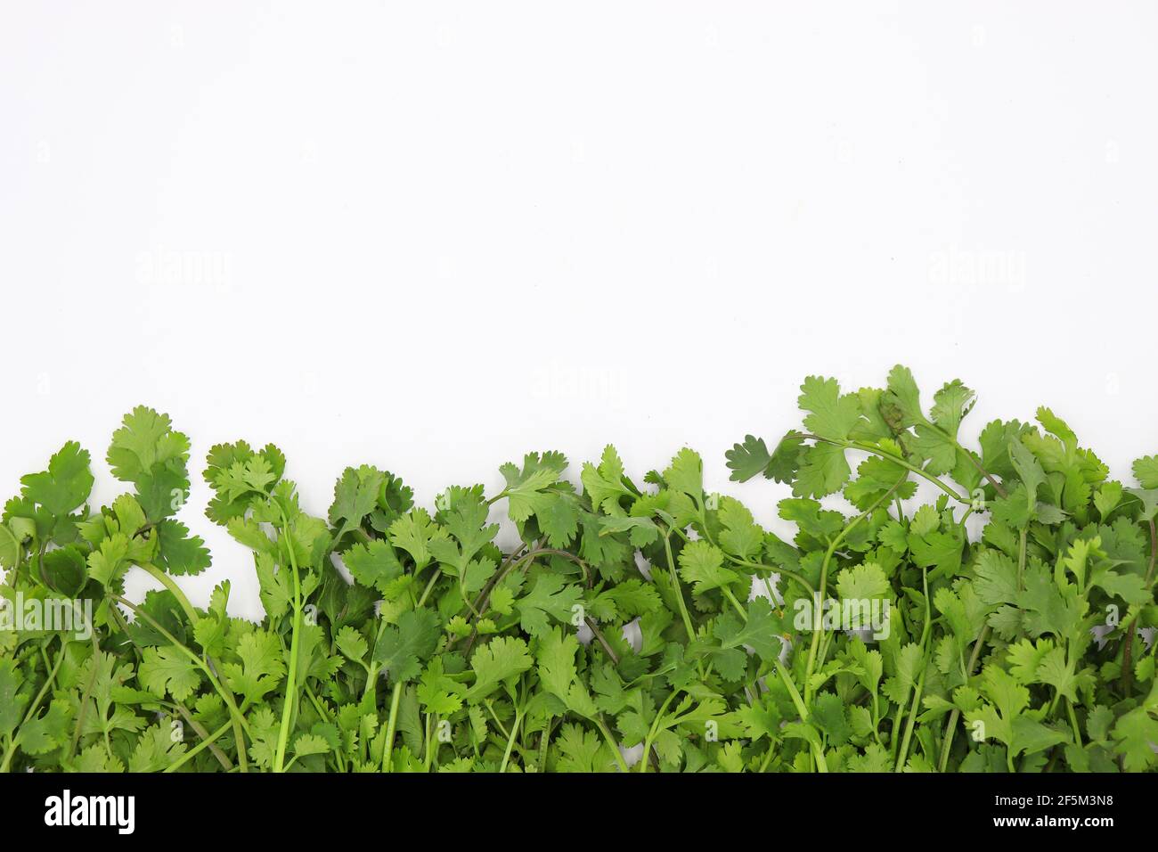 Bunch of fresh coriander leaves over white background Stock Photo - Alamy