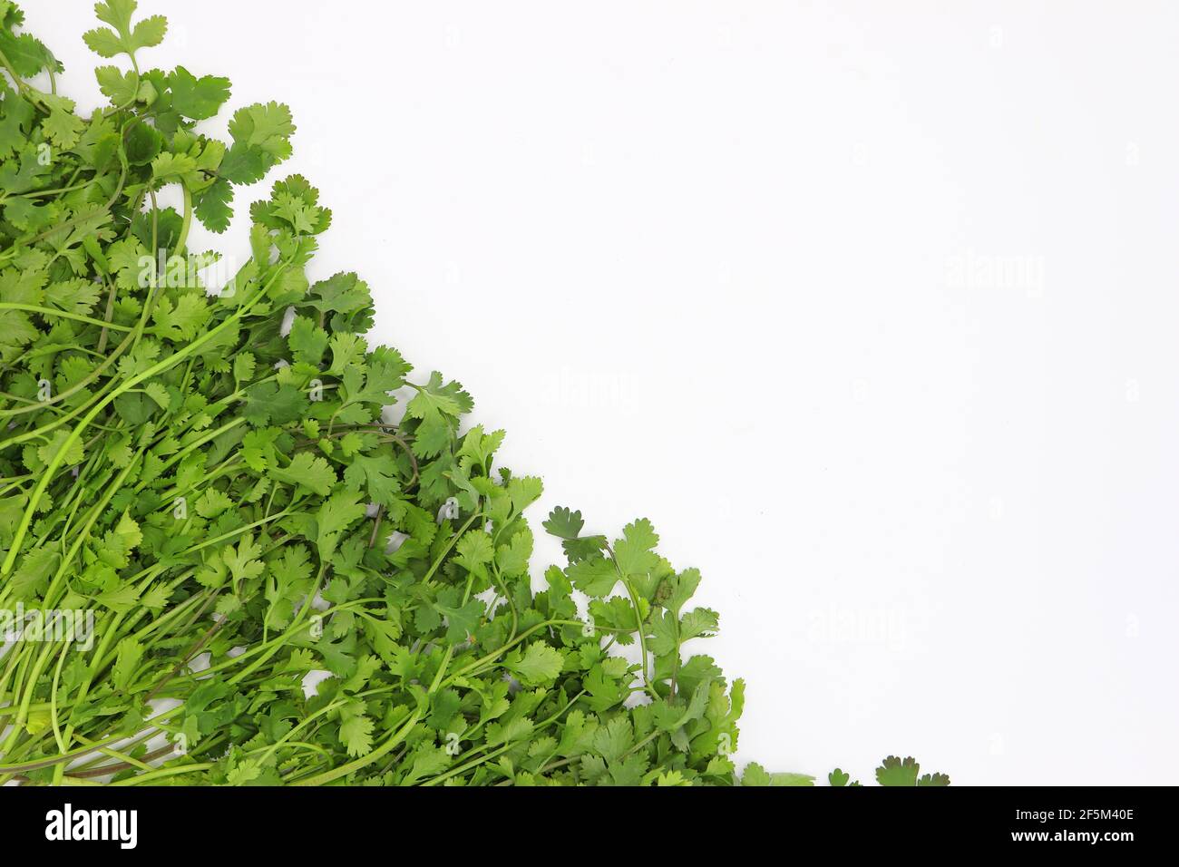 Bunch of fresh coriander leaves over white background Stock Photo - Alamy
