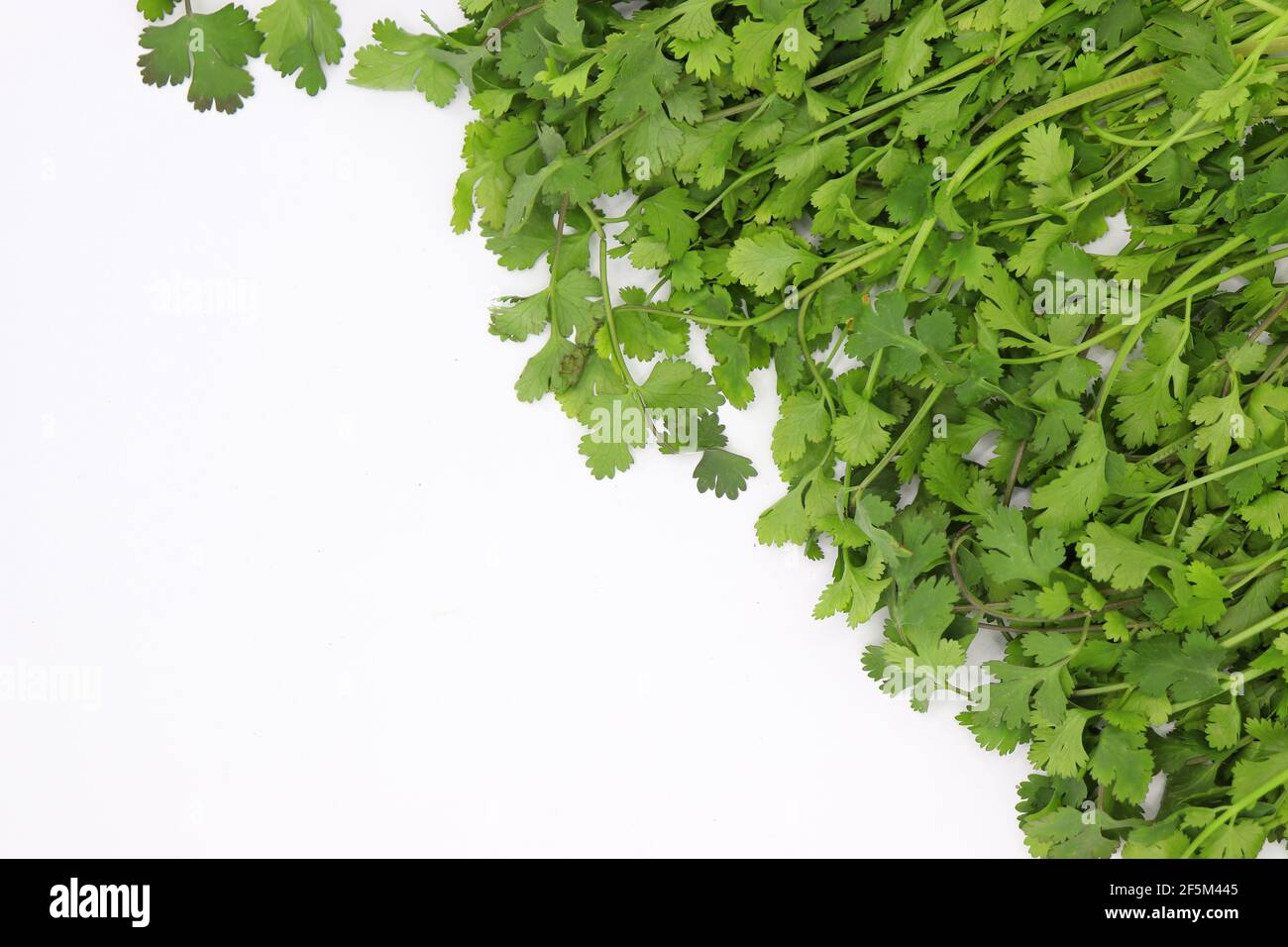 Bunch of fresh coriander leaves over white background Stock Photo - Alamy