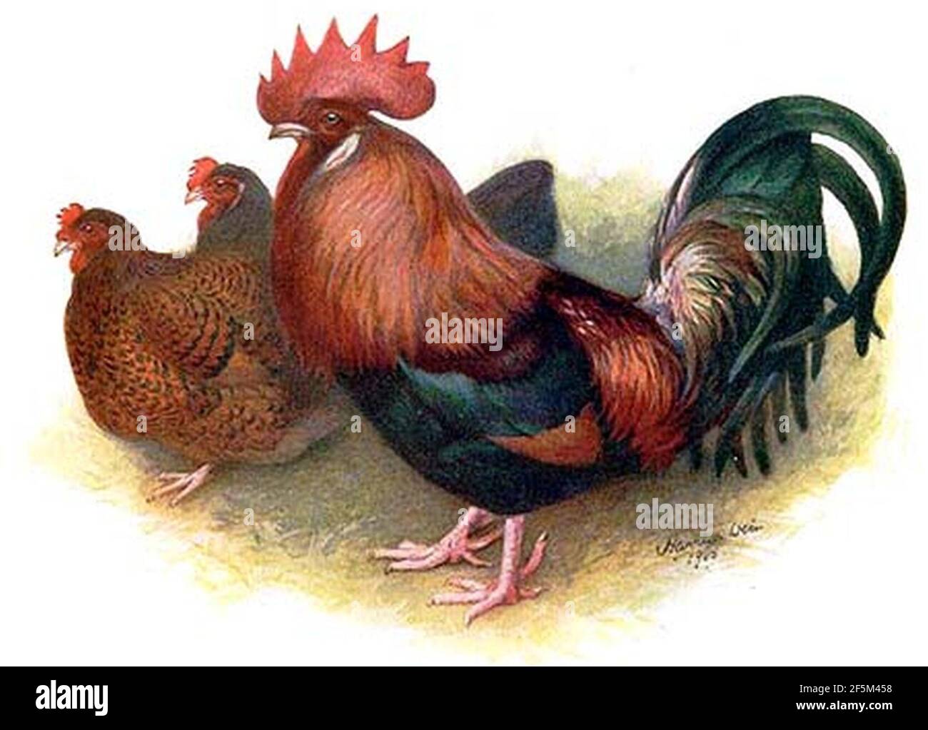 Red Dorking Chicken Drawing Stock Photo - Alamy