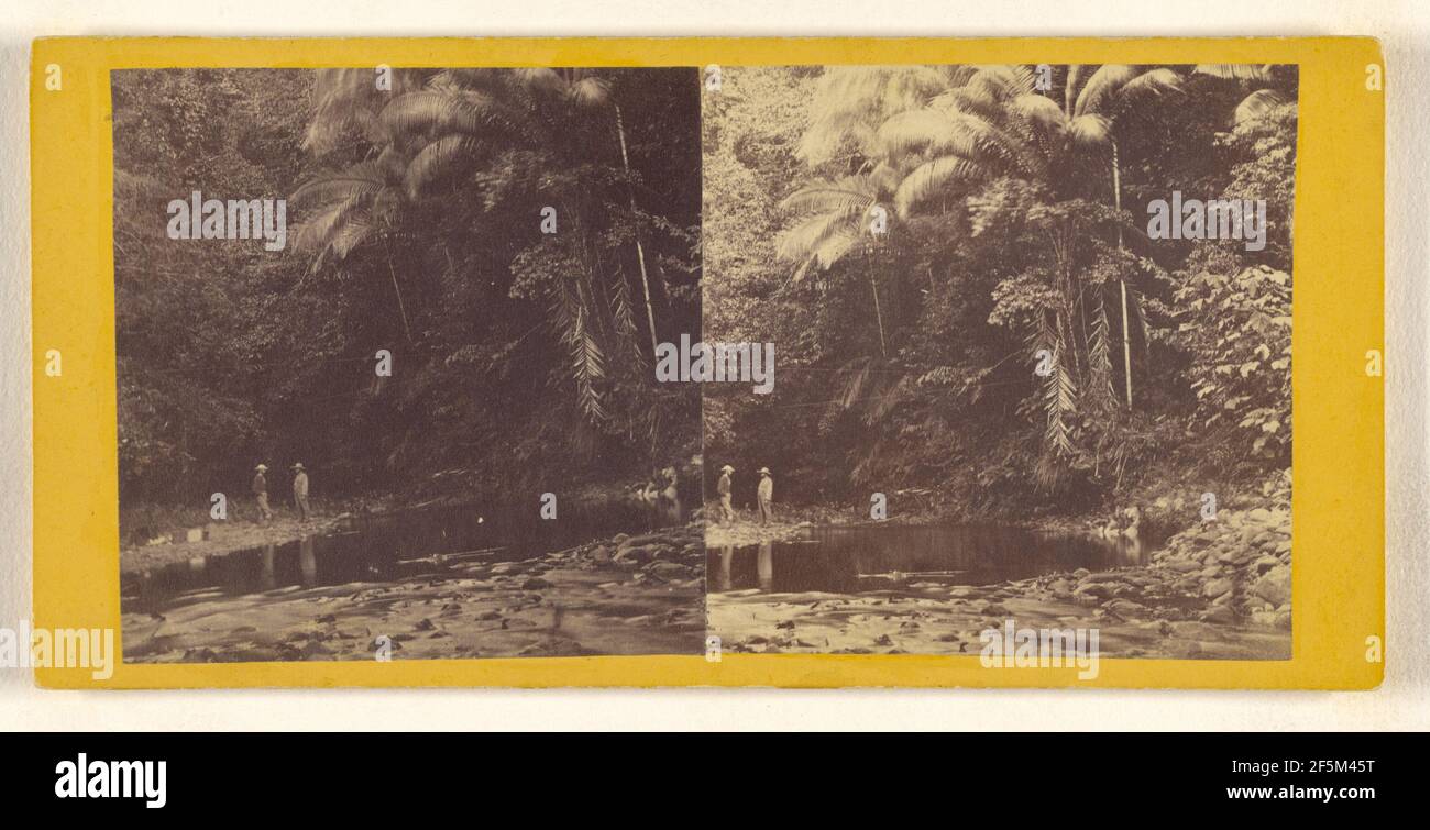 View on the Sucubti River. Showing the Palms. U.S. Darien Expedition ...