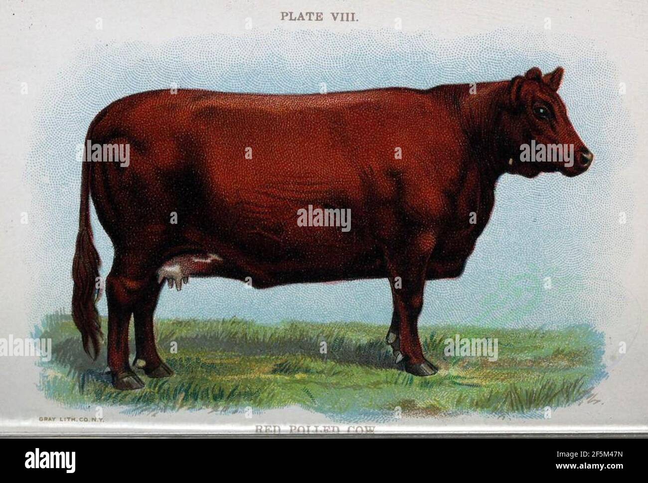 Red polled hi-res stock photography and images - Alamy