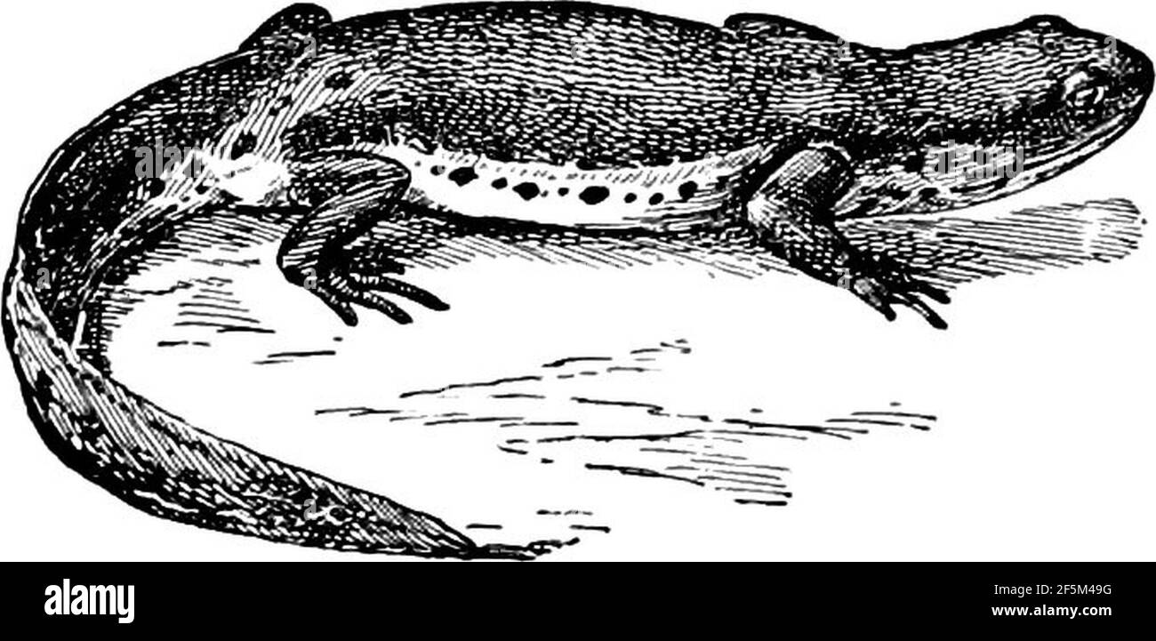 Tsf Black and White Stock Photos & Images - Alamy