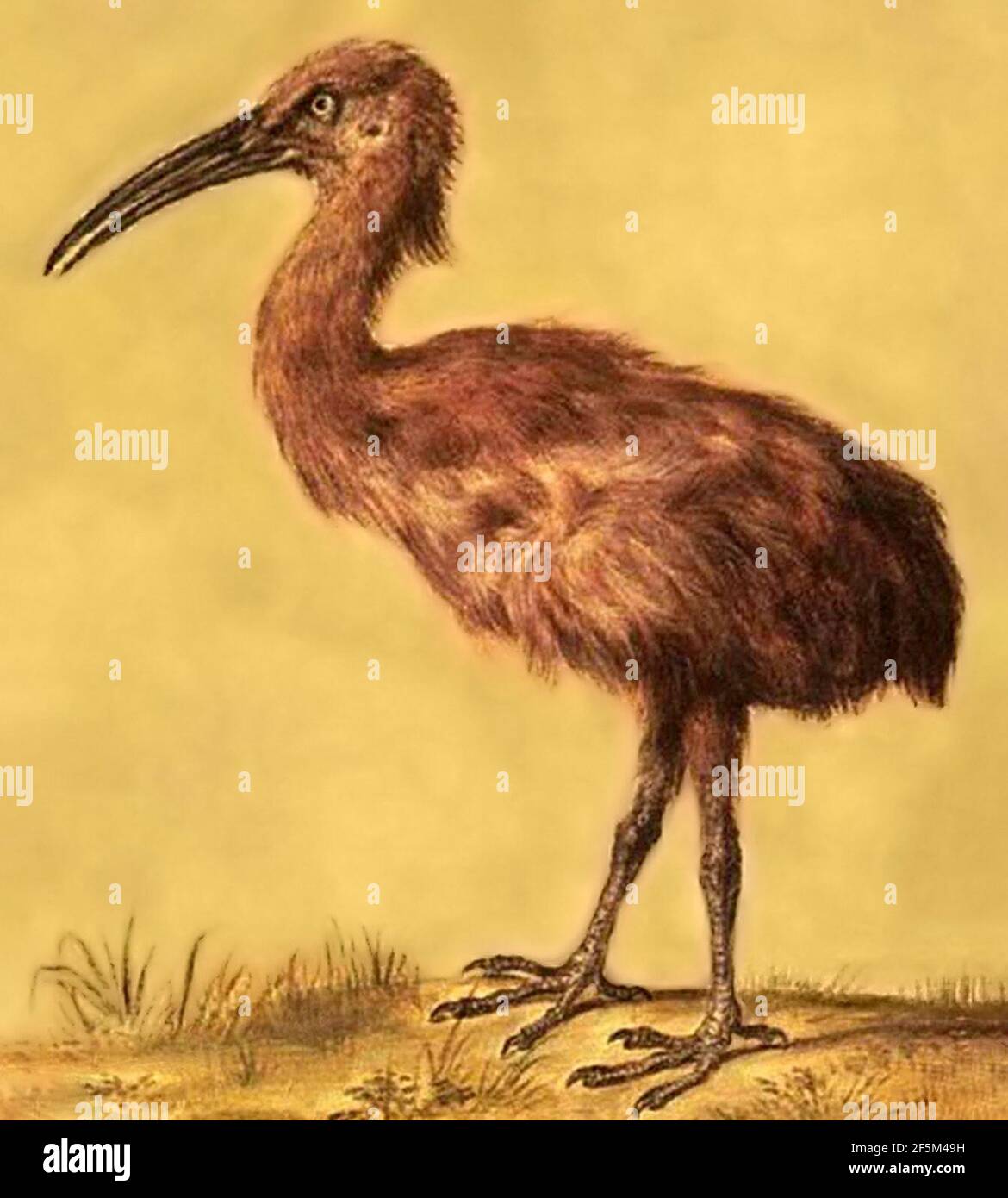 Red Rail (mirrored Stock Photo - Alamy