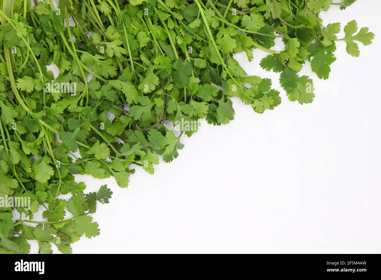Bunch of fresh coriander leaves over white background Stock Photo - Alamy