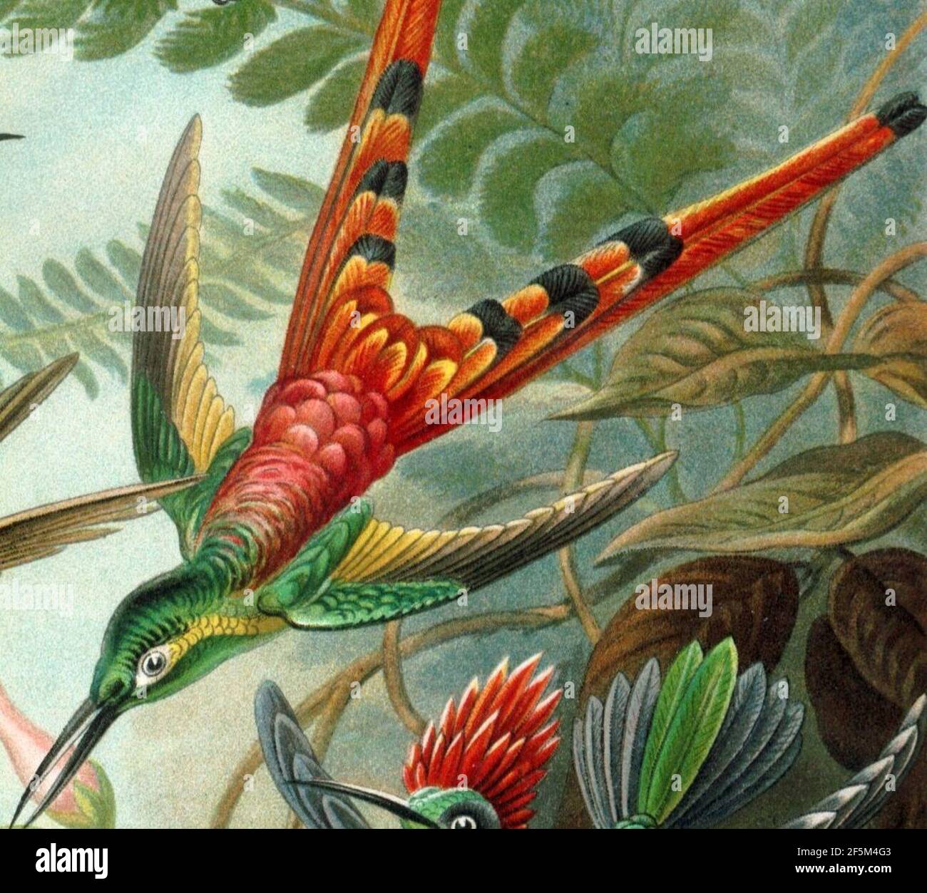 Red tailed comet hi-res stock photography and images - Alamy