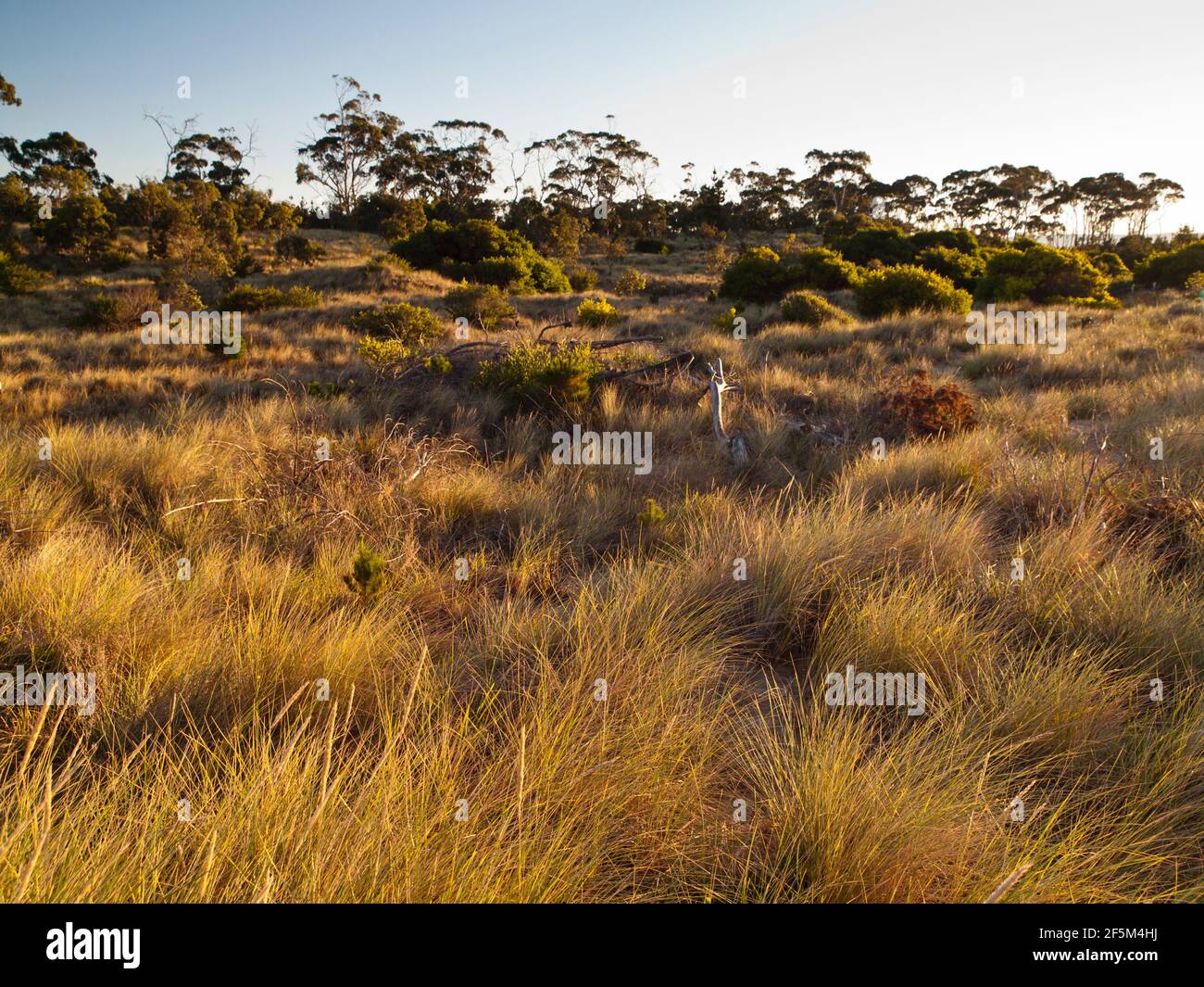 Sand dune revegetation hi-res stock photography and images - Alamy