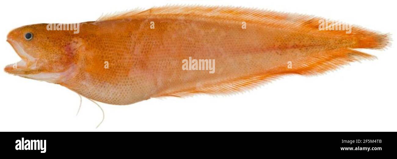 Brotula High Resolution Stock Photography and Images - Alamy