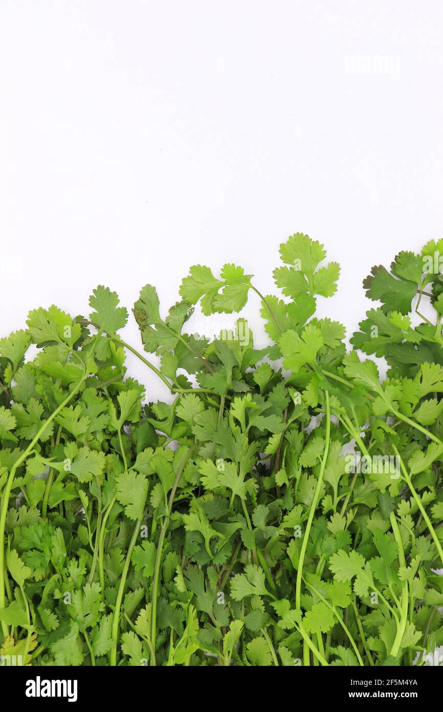 Bunch of fresh coriander leaves over white background Stock Photo - Alamy