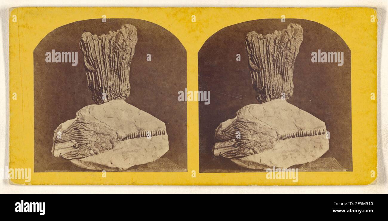 Silurian limestone wenlock formation hi-res stock photography and ...