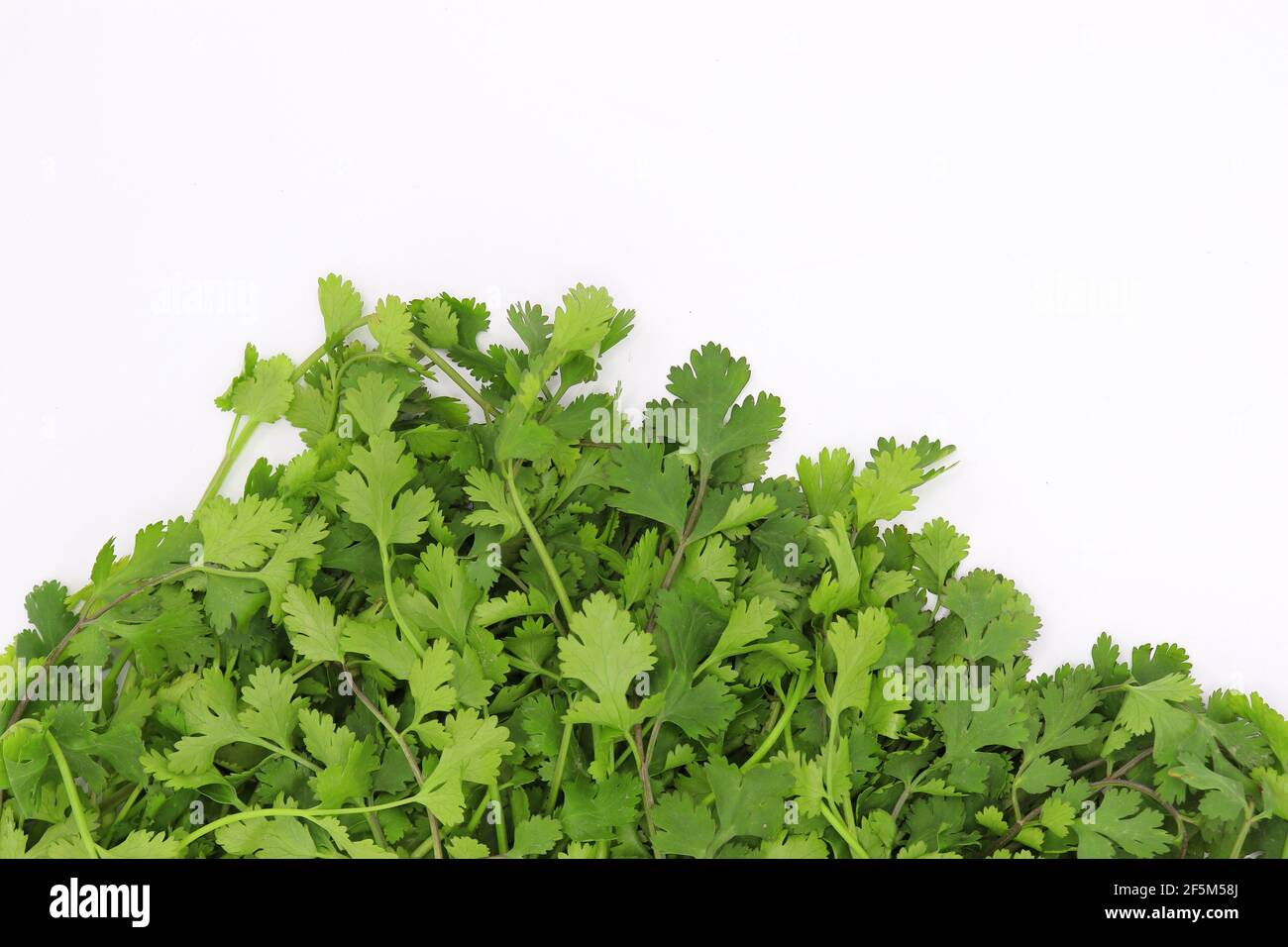 Bunch of fresh coriander leaves over white background Stock Photo - Alamy