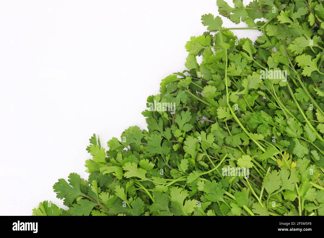 Bunch of fresh coriander leaves over white background Stock Photo - Alamy