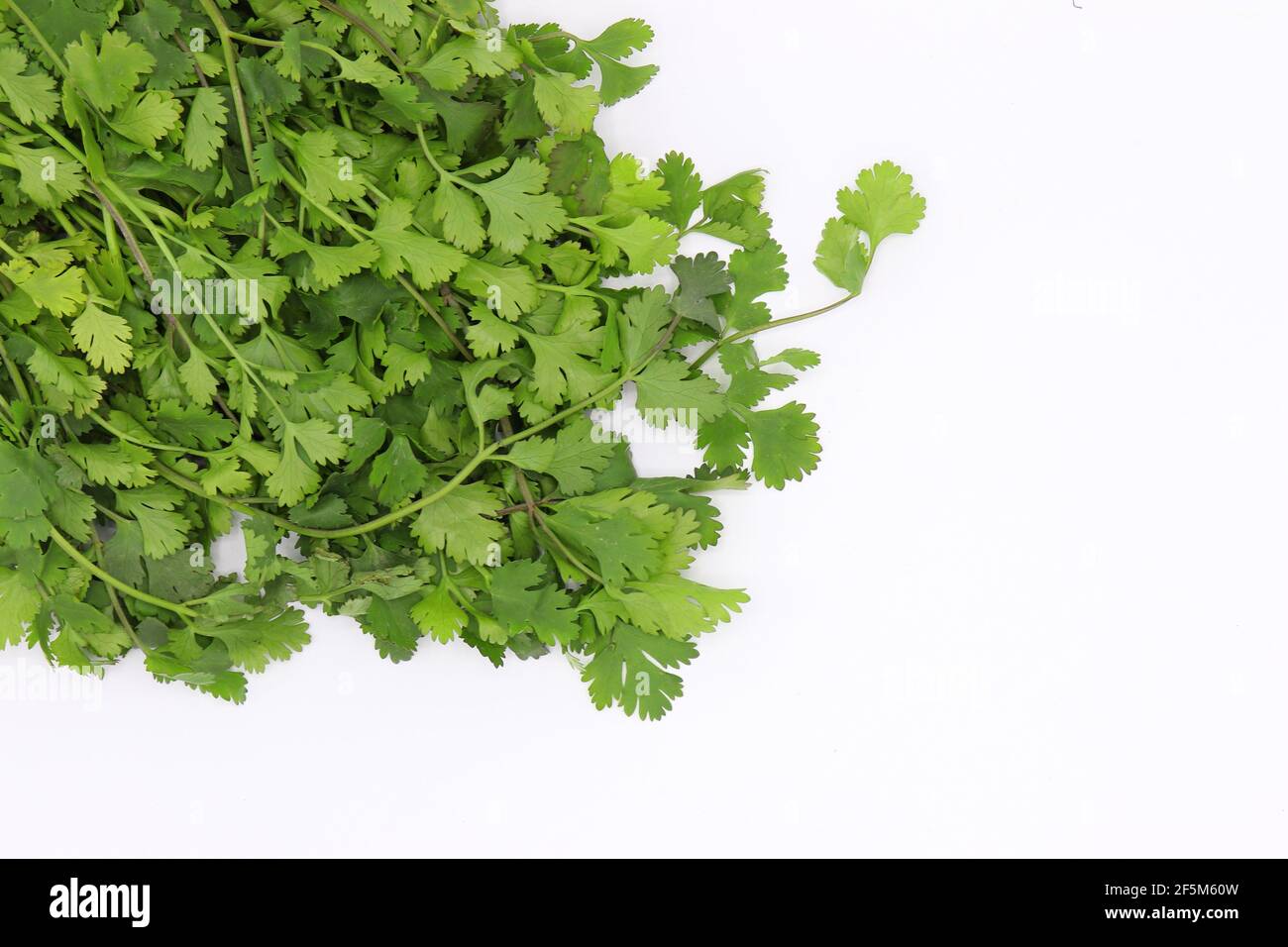 Bunch of fresh coriander leaves over white background Stock Photo - Alamy