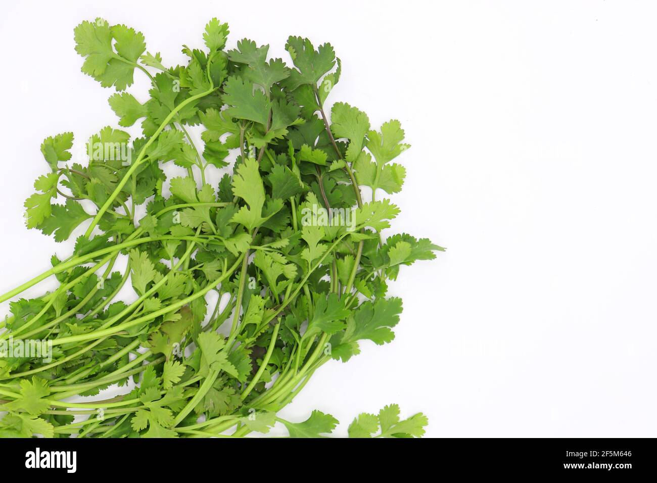 Bunch of fresh coriander leaves over white background Stock Photo - Alamy