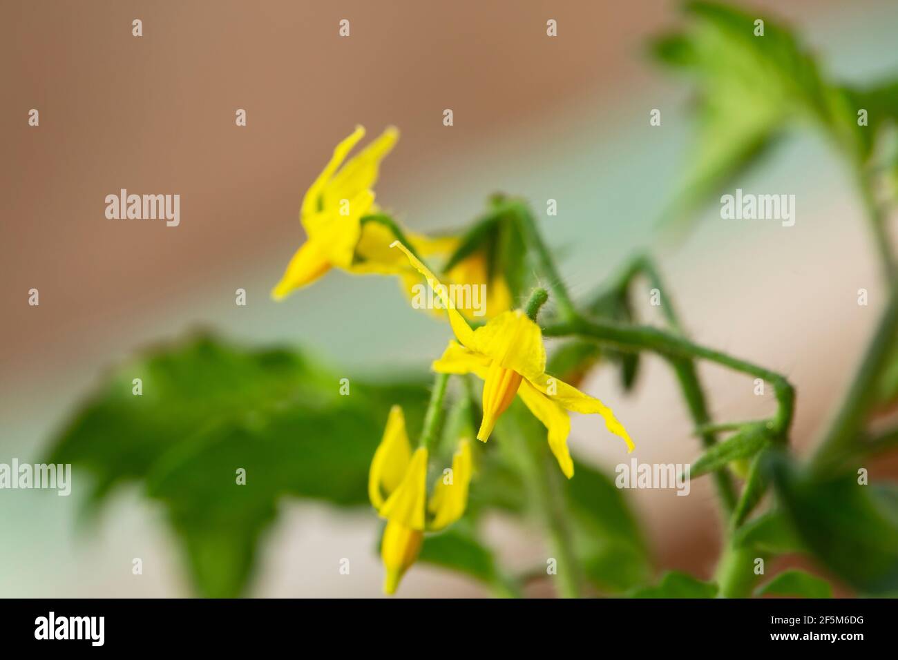 Apical inflorescence hi-res stock photography and images - Alamy