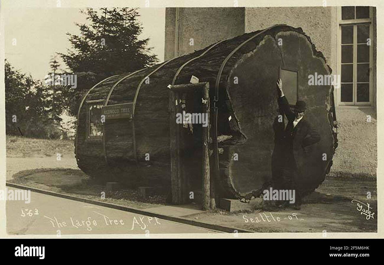Redwood tree at the Alaska-Yukon-Pacific Exposition, Seattle, 1909 ...