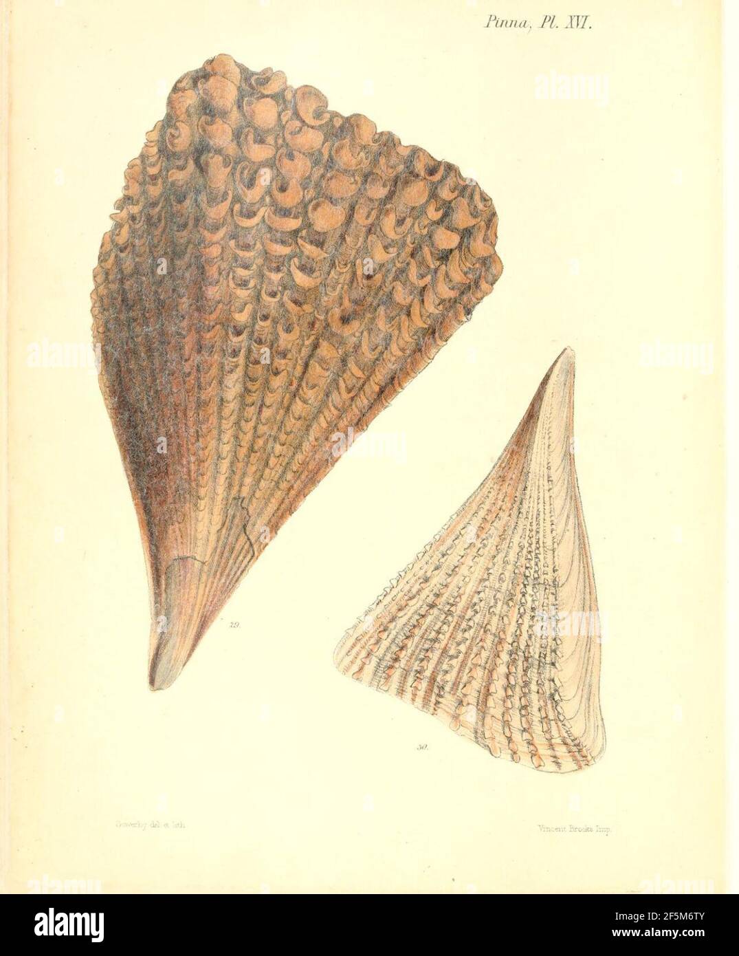 Atrina hi-res stock photography and images - Alamy