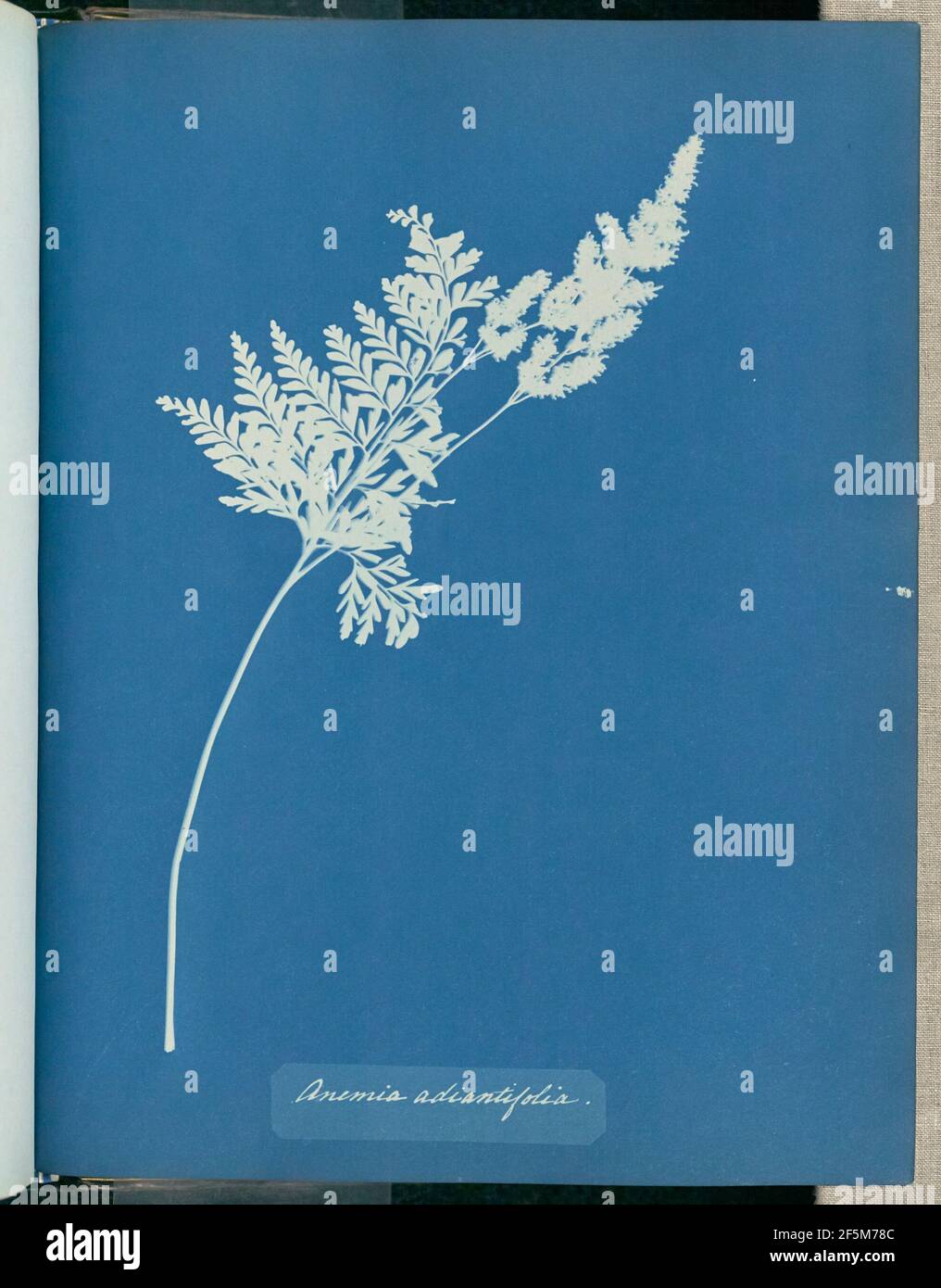 Anemia adiantifolia hi-res stock photography and images - Alamy