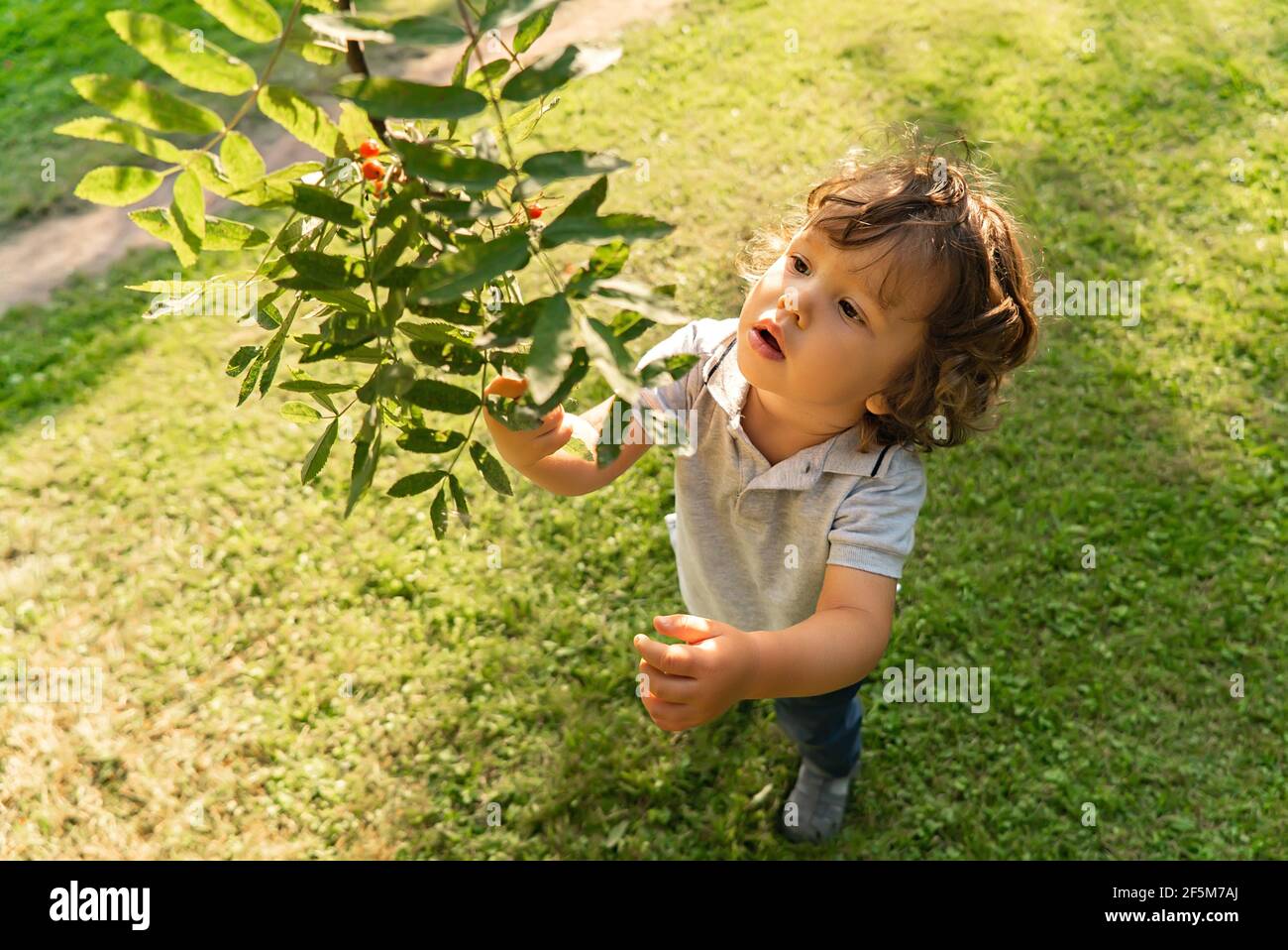 Portrait of little cute boy reaching for rowan fruits on the tree ...