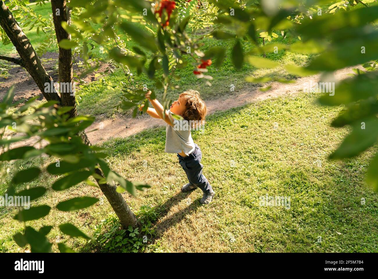 Little cute boy reaching for rowan fruits on the tree outdoors in ...