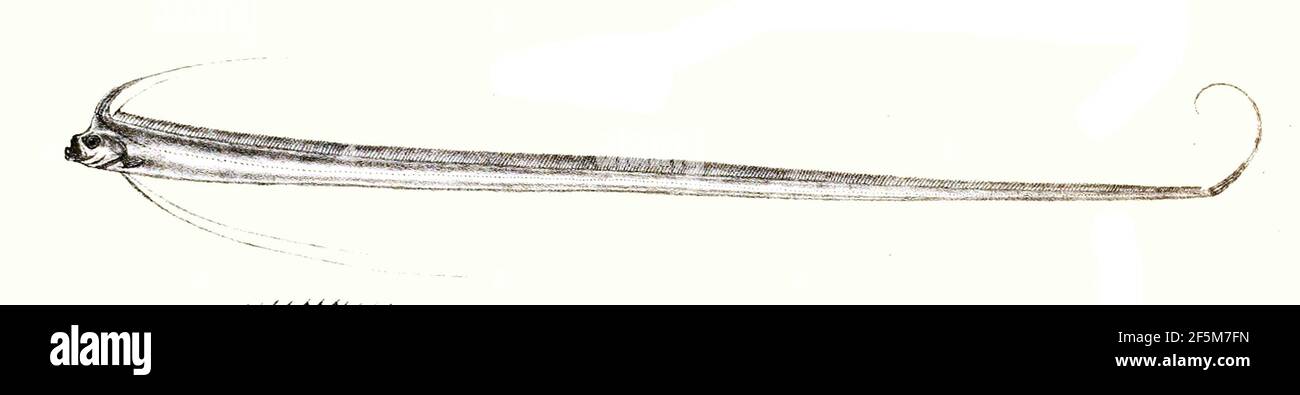 Regalecus russellii Ford 79 Stock Photo - Alamy