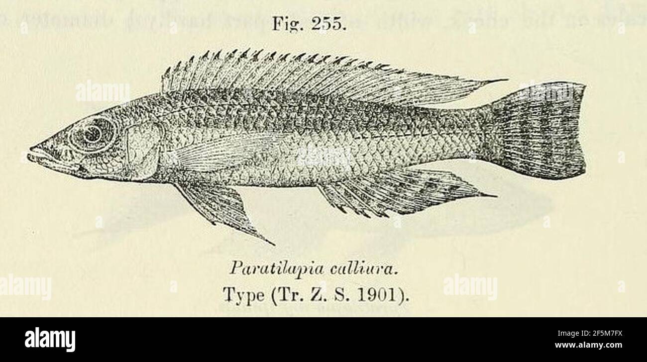 Reganochromis calliurus hi-res stock photography and images - Alamy