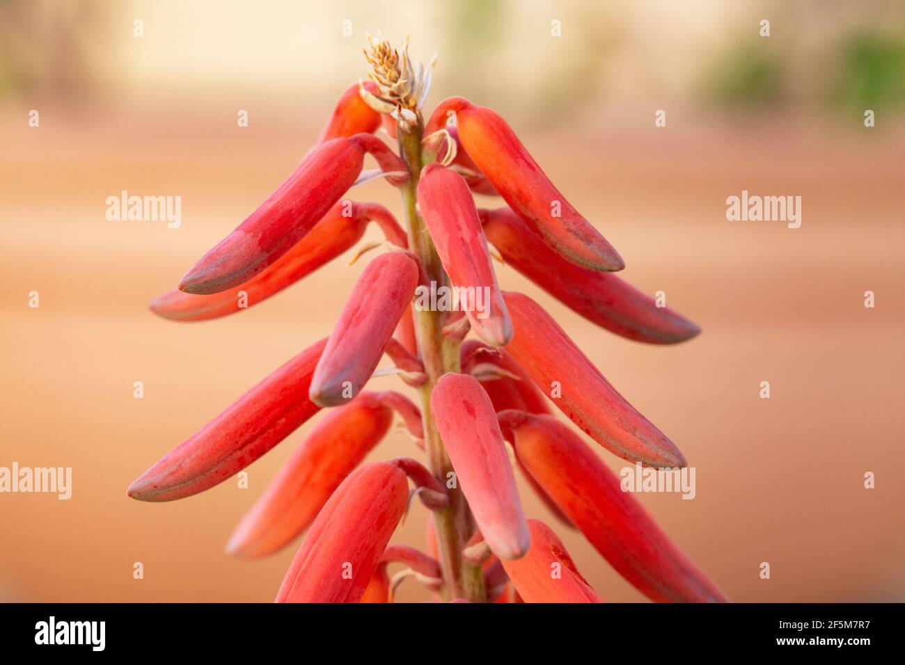 African medicinal plants hi-res stock photography and images - Alamy