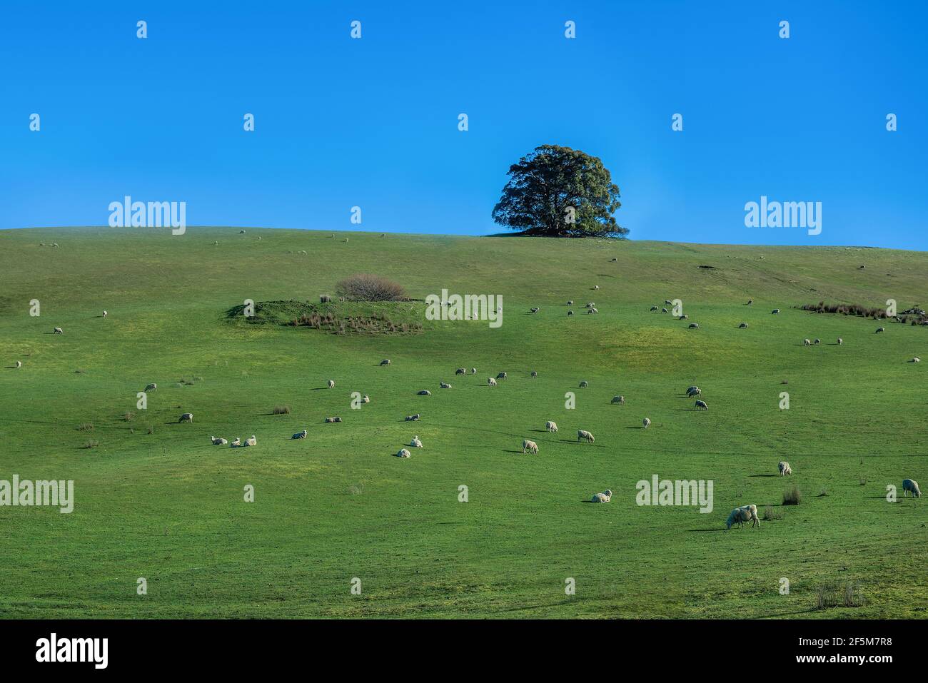 Green paddock hi-res stock photography and images - Alamy