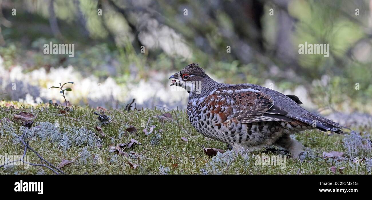 Male Hazel grouse, standing on moss / Eating Cowberry Stock Photo - Alamy
