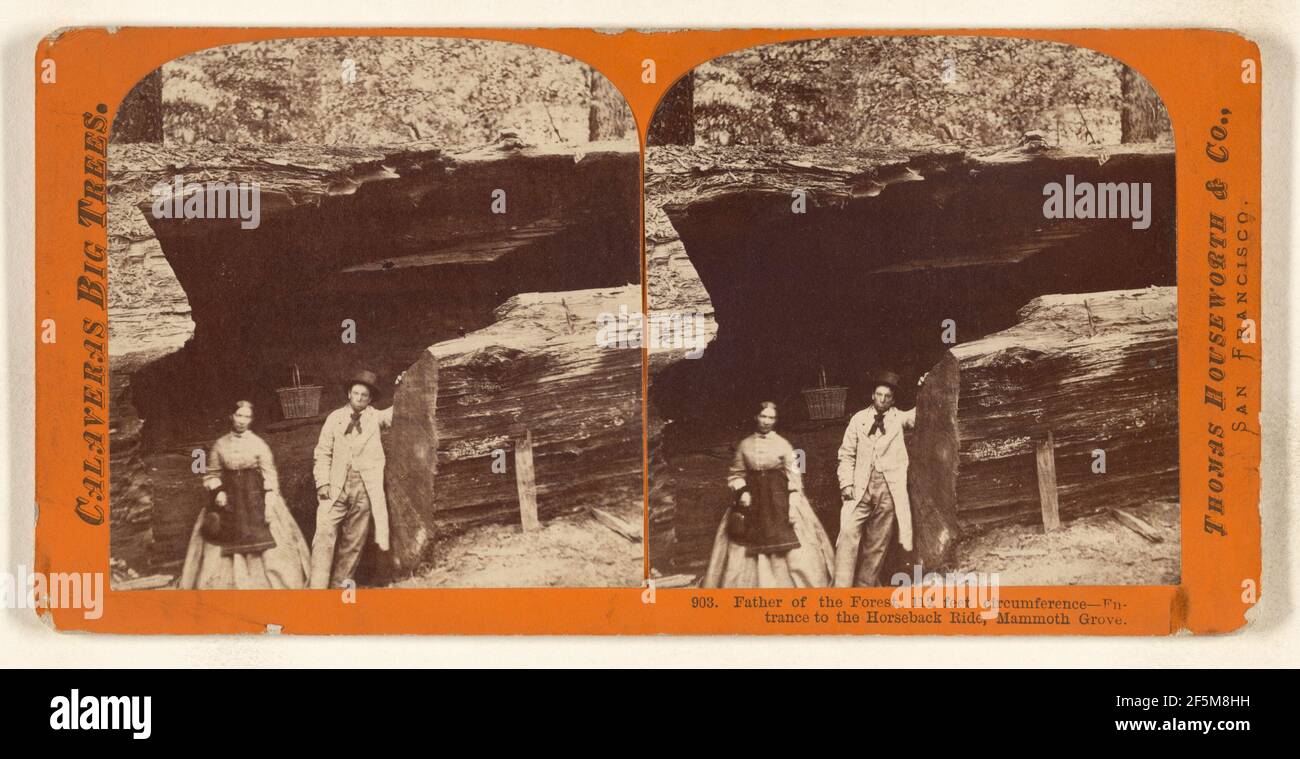 Father of the Forest - 112 feet circumference - Entrance to the ...