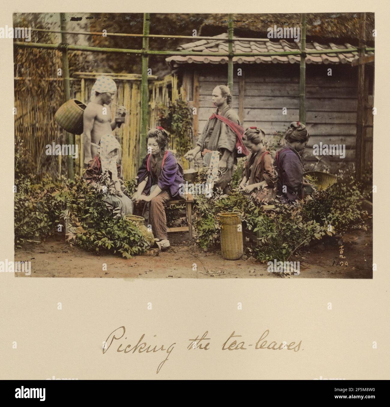 Picking the Tea Leaves. Shinichi Suzuki (Japanese, 1835 - 1919 Stock ...