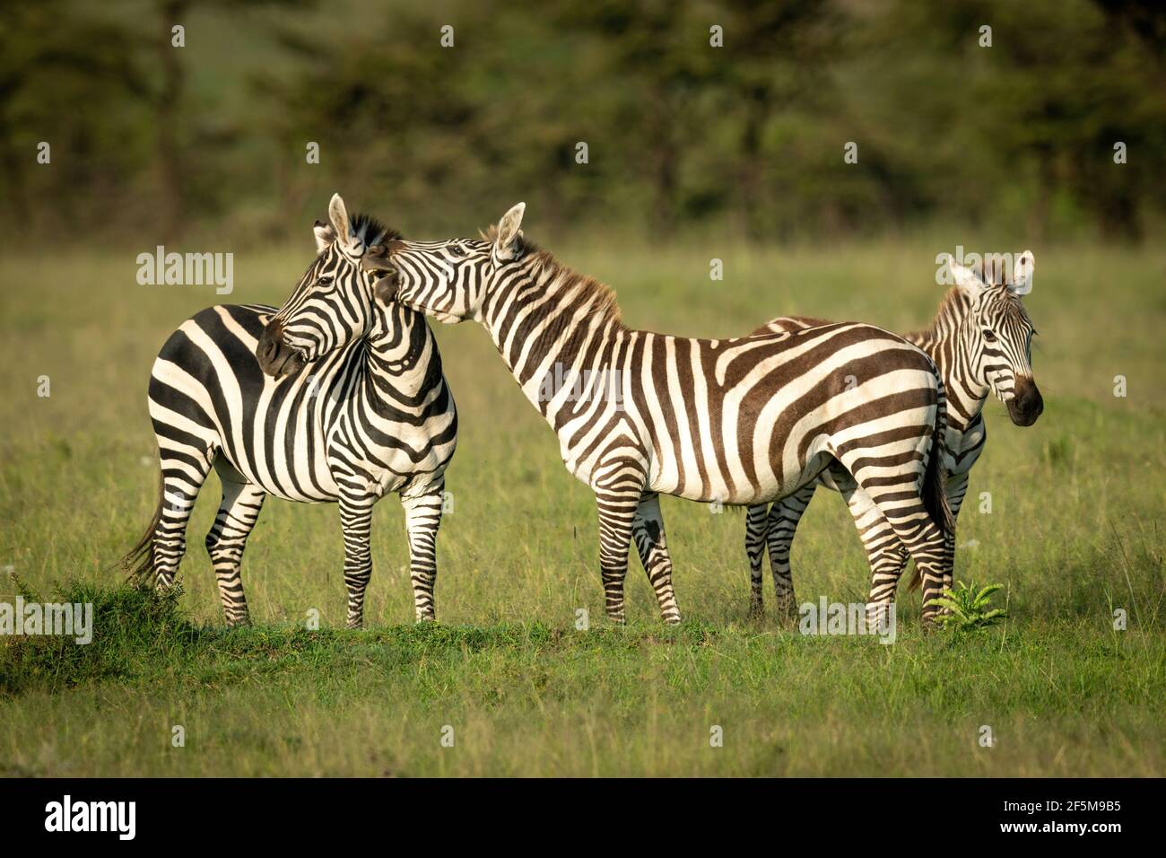 Plains zebra stands biting another by foal Stock Photo - Alamy