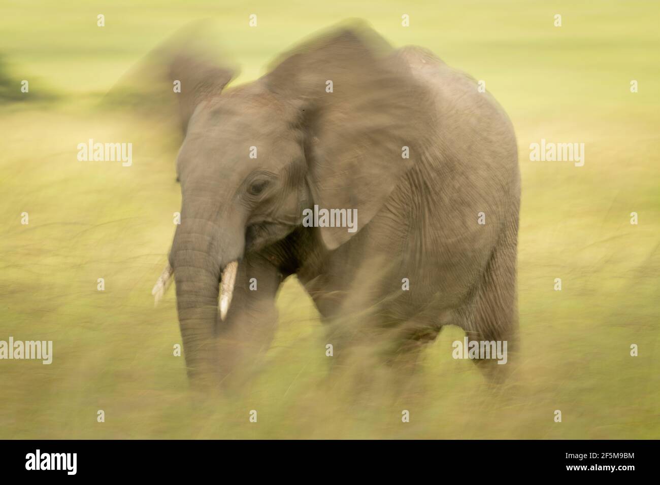 Slow pan of African elephant flapping ears Stock Photo - Alamy