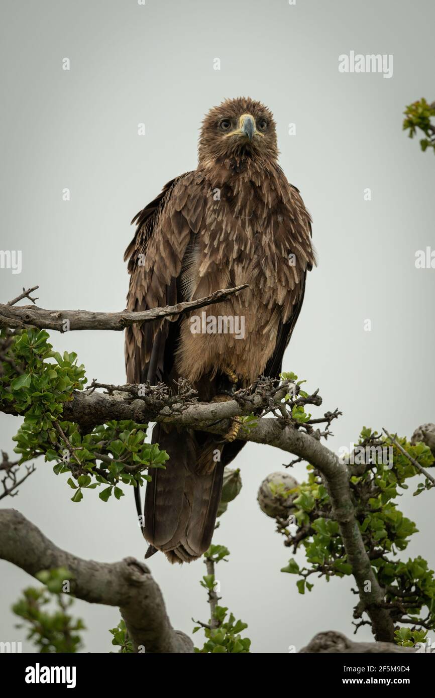 Tawny eagle on twisted branch looking ahead Stock Photo - Alamy