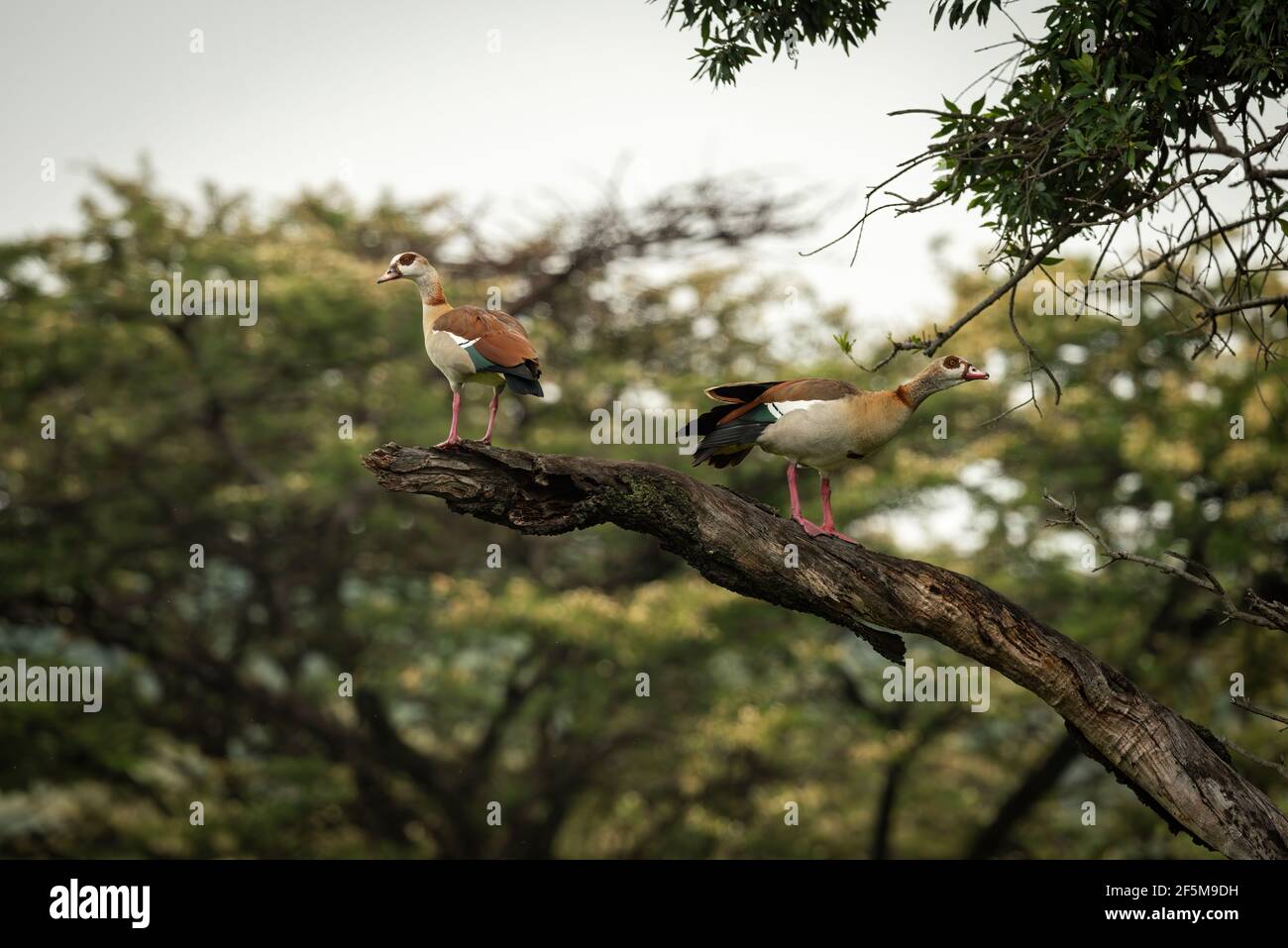 Egyptian goose on dead hi-res stock photography and images - Alamy